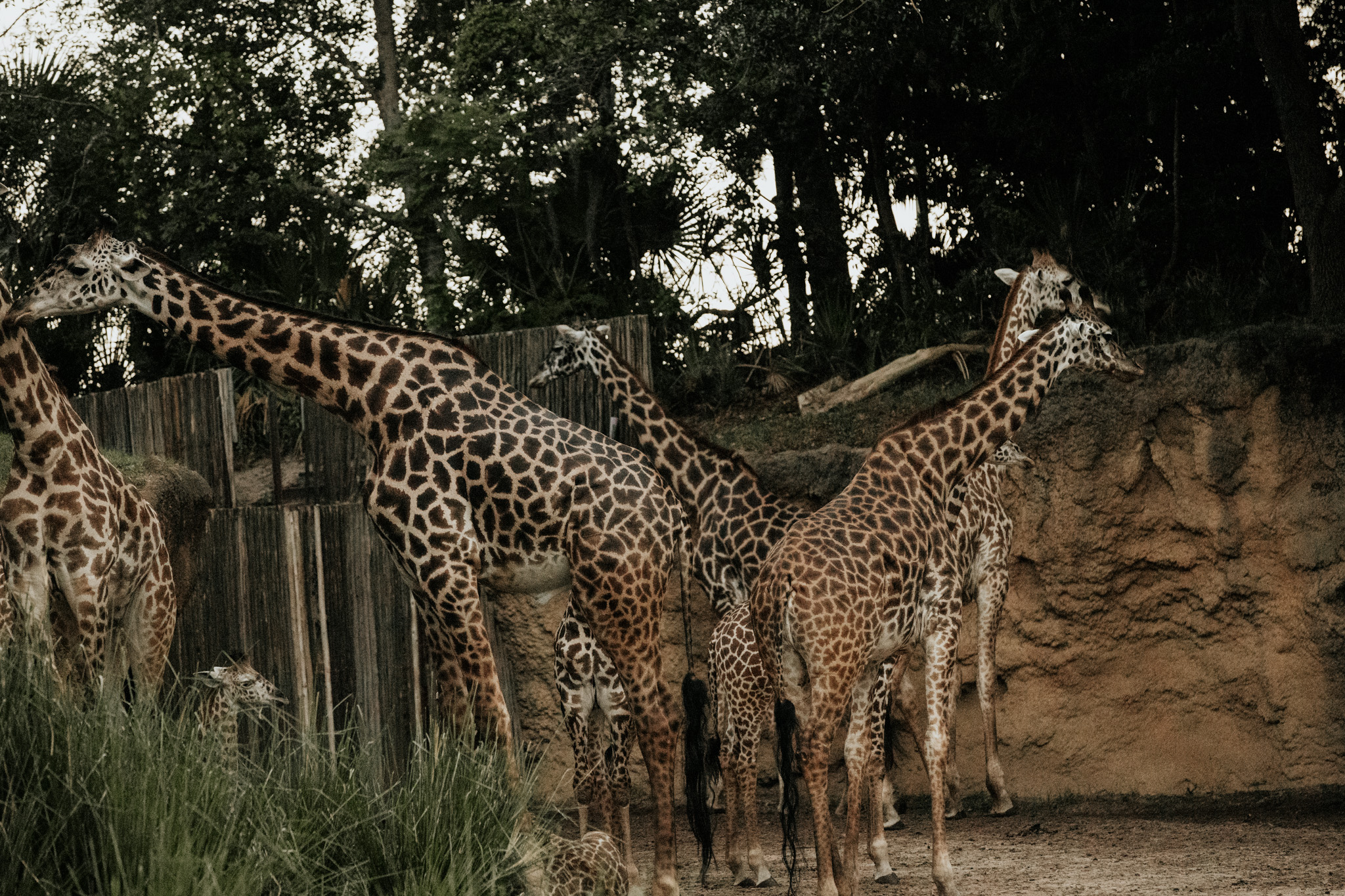 Kilimanjaro Safaris Guide - Better Together Disney